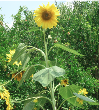 Plant Parts Scavenger Hunt